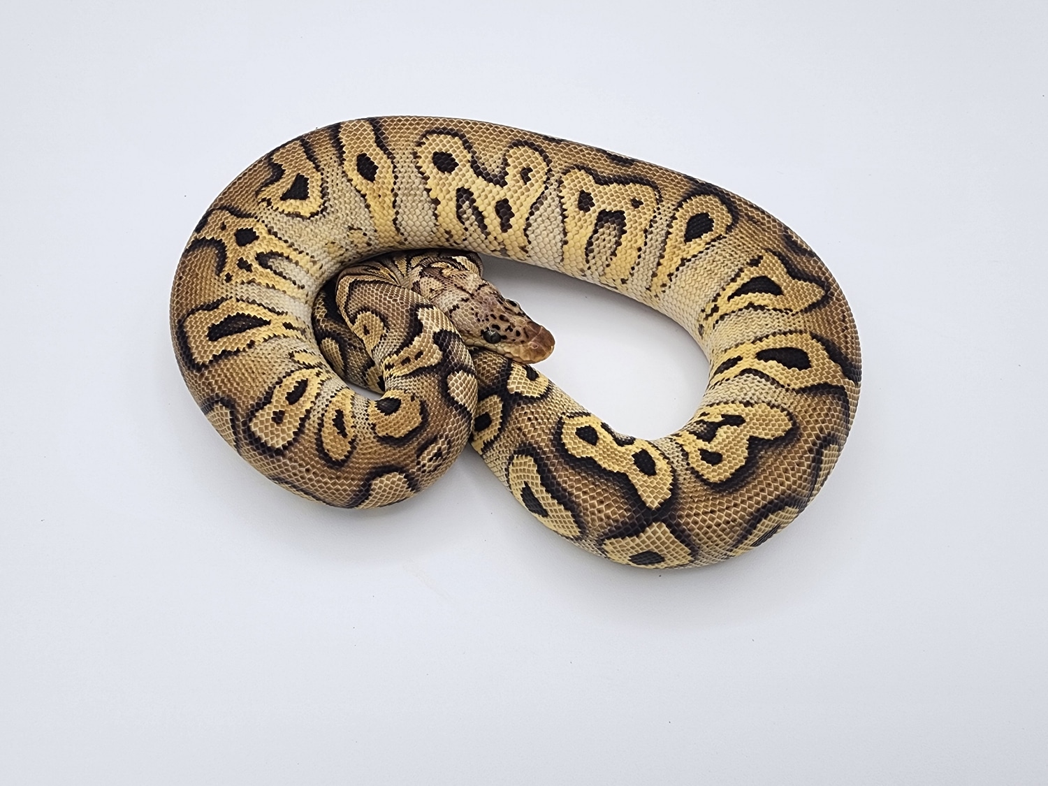 Pastel Mahogany Clown Ball Python by JSA Reptiles, LLC - MorphMarket