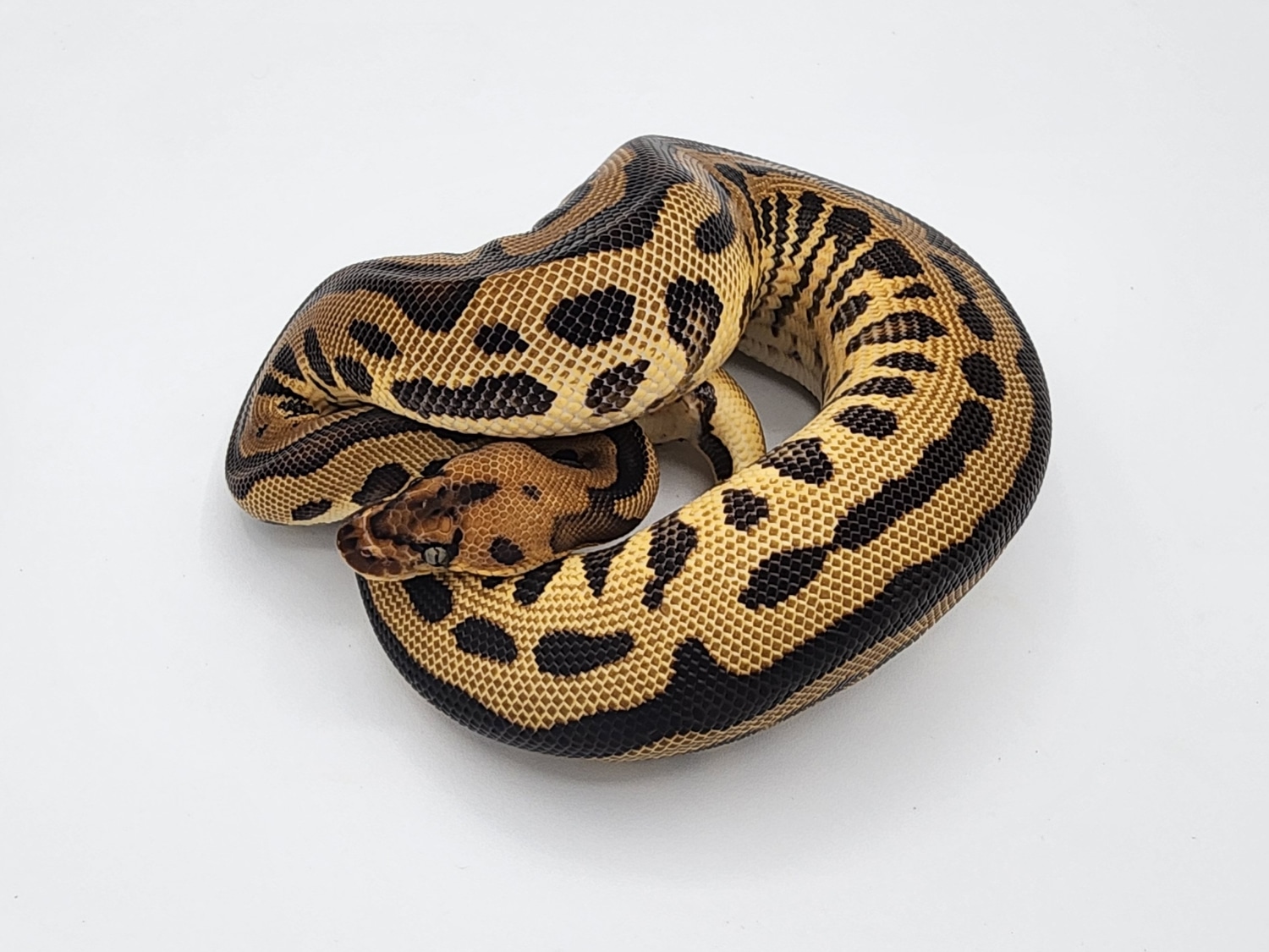 Leopard Yellowbelly Clown Het Pied Ball Python by JSA Reptiles, LLC ...