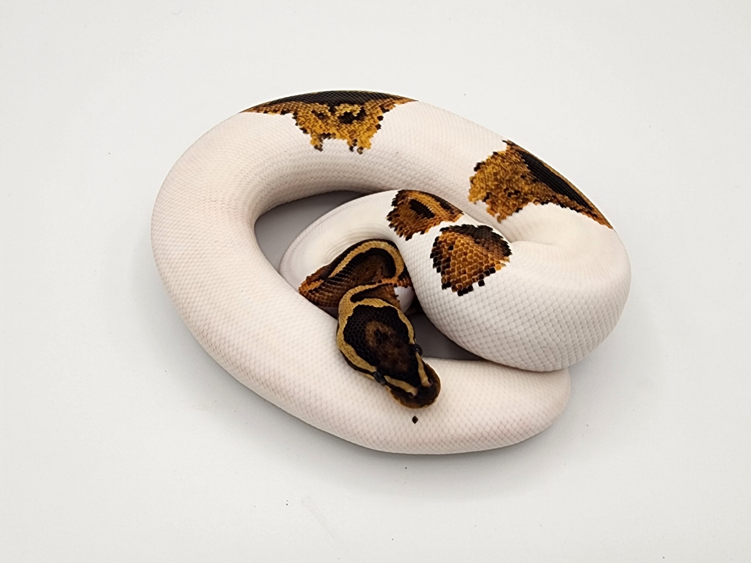 Yellowbelly Pied Het Clown Ball Python by JSA Reptiles, LLC - MorphMarket