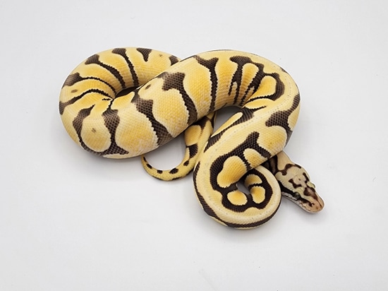 Pastel Enchi Spotnose Desert Ghost 50% Het Hypo Ball Python by JSA ...
