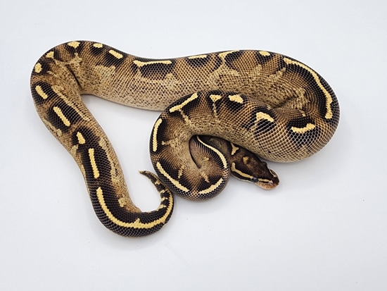 Freeway Ball Python by JSA Reptiles, LLC
