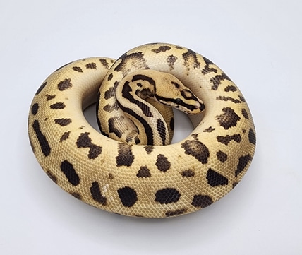 Suma Het Clown Ball Python by JSA Reptiles - MorphMarket