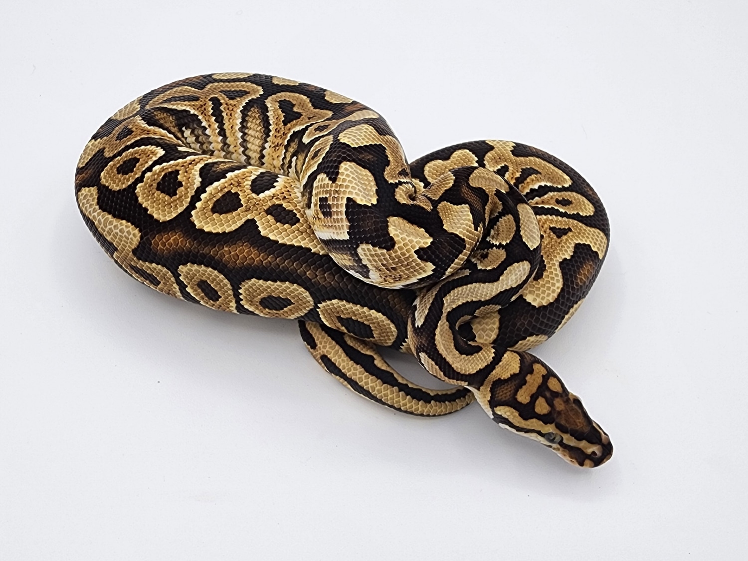 Special Spotnose Het Clown Ball Python by JSA Reptiles - MorphMarket