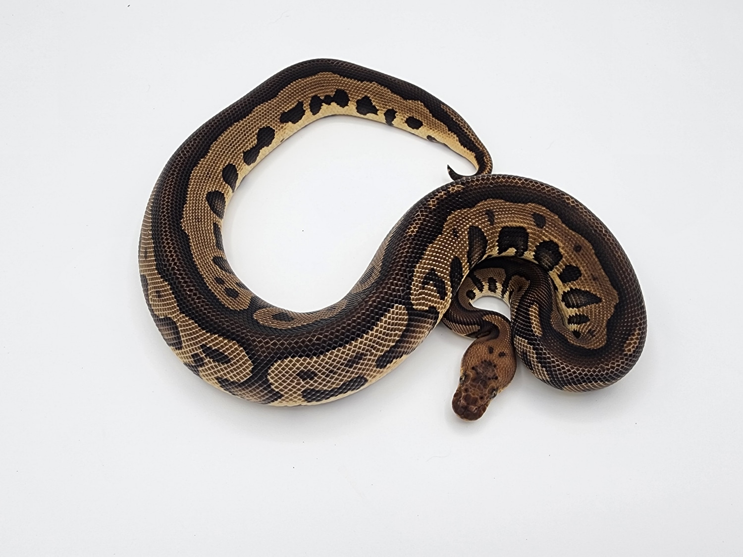 Leopard Mahogany Clown Ball Python by JSA Reptiles, LLC - MorphMarket