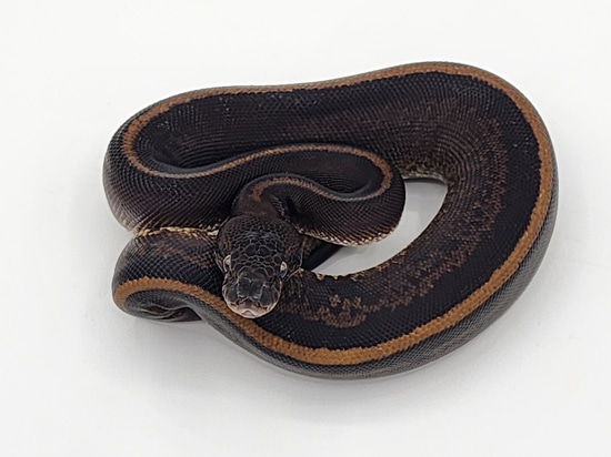 Leopard Suma Het Clown Ball Python by JSA Reptiles, LLC