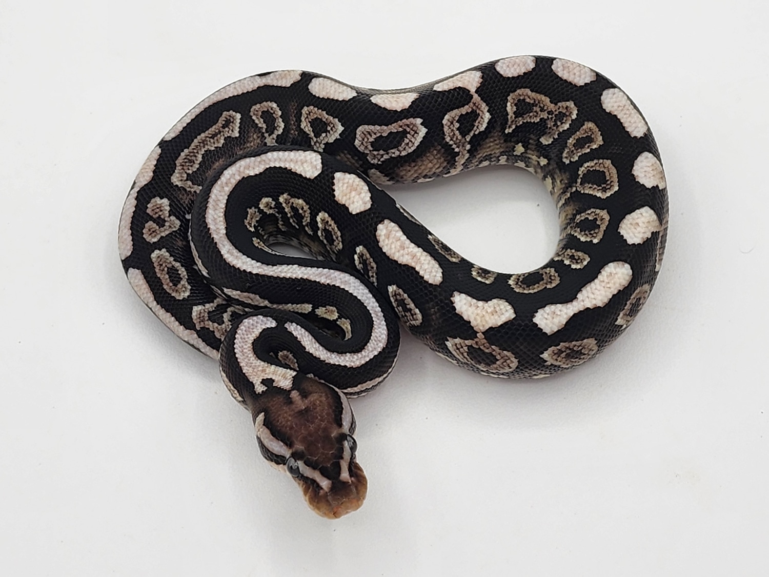 Black Pastel Spotnose Yellowbelly Axanthic - Vpi Ball Python by JSA ...