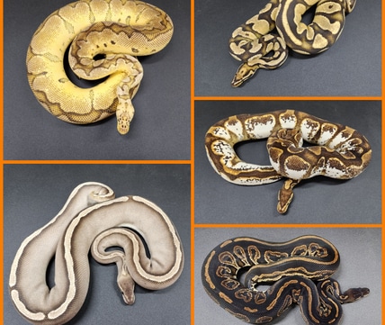 Spotnose Yellowbelly Redstripe Clown Ball Python by JSA Reptiles, LLC ...