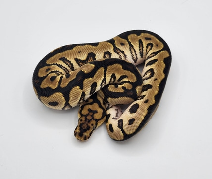 Spotnose Yellowbelly Redstripe Clown Ball Python by JSA Reptiles, LLC ...