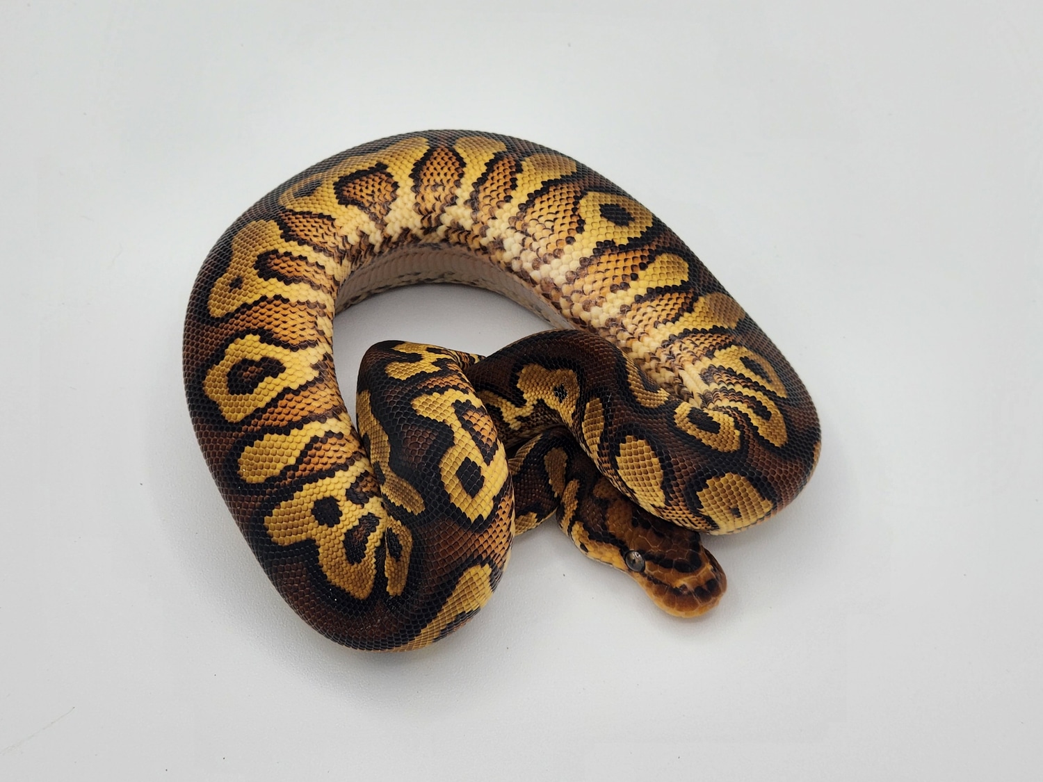 Yellowbelly Clown Het Pied Ball Python by JSA Reptiles, LLC - MorphMarket