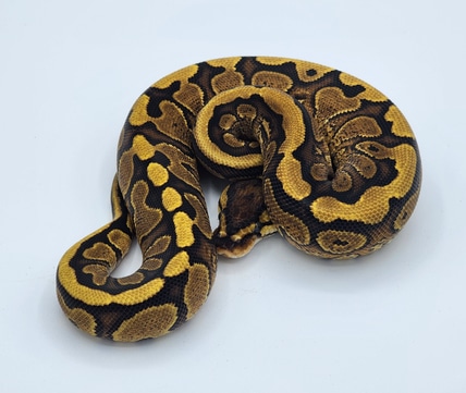 Spotnose Yellowbelly Redstripe Clown Ball Python by JSA Reptiles, LLC - MorphMarket