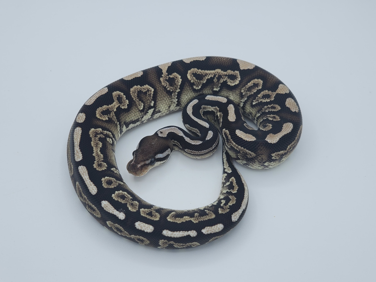Black Pastel Yellowbelly VPI Axanthic Ball Python by JSA Reptiles, LLC ...