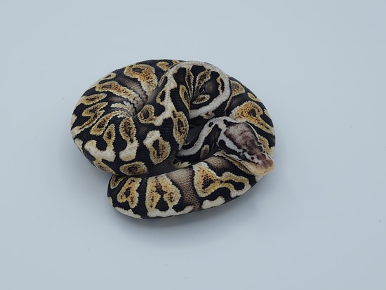 Pastel Spotnose GHI Het Desert Ghost 50% Het Hypo Ball Python by JSA ...