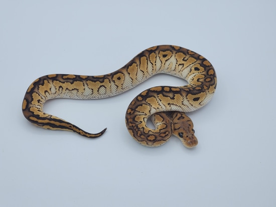 Black Pastel Special Clown Ball Python by JSA Reptiles, LLC