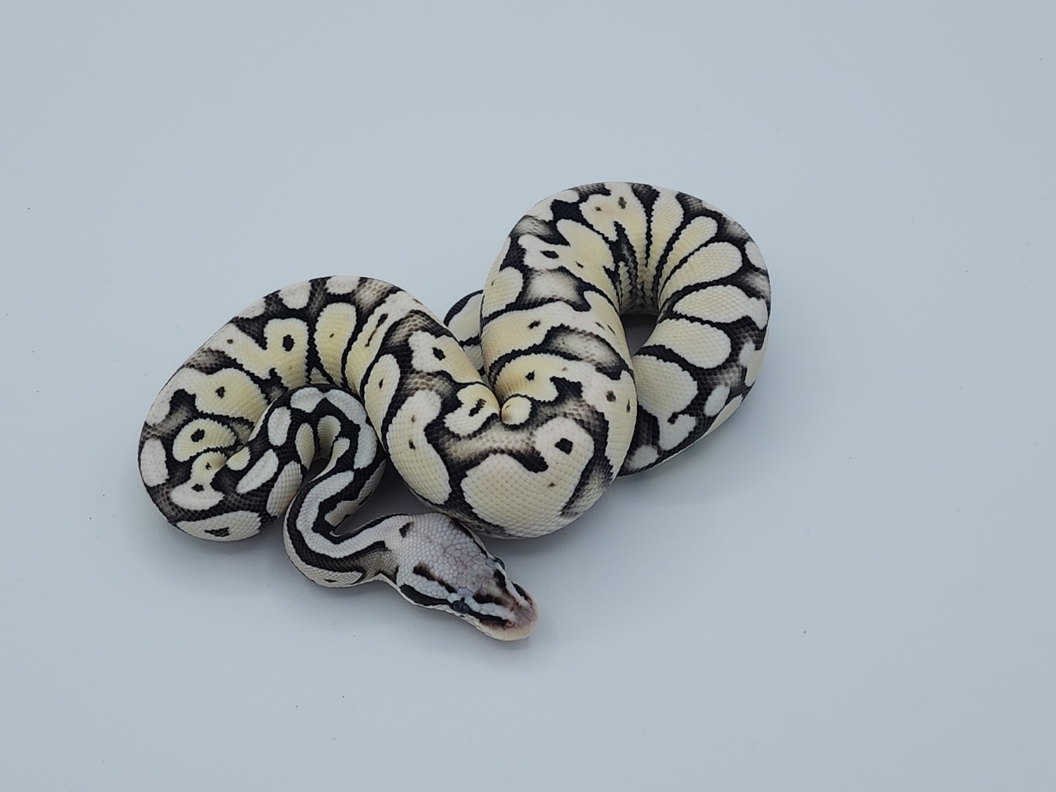 Super Pastel VPI Axanthic Desert Ghost Ball Python by JSA Reptiles, LLC ...