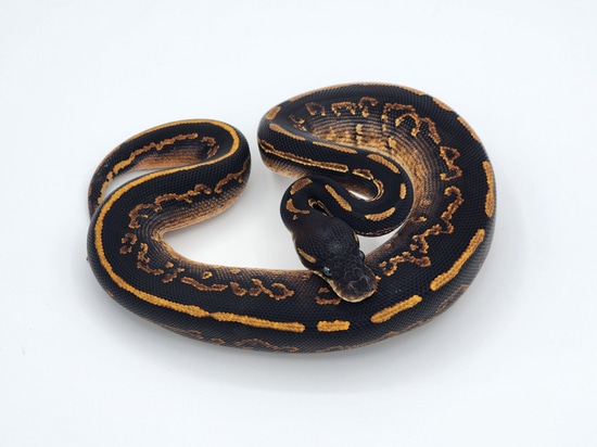 Black Pastel Super Black Head Het Pied Possible Yellowbelly Ball Python ...