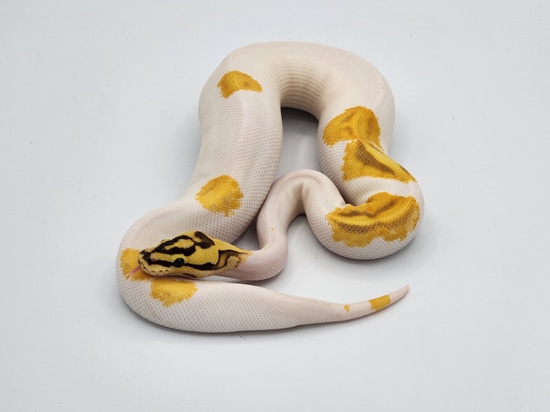 Enchi Orange Dream Yellowbelly Fire Pied DH Hypo Clown Ball Python by ...