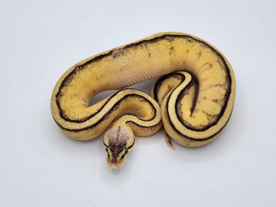 Firefly Genetic Stripe Het Desert Ghost 66% Het Clown 50% Het Pied Ball ...