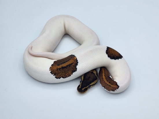 Mahogany Yellowbelly Pied Ball Python by JSA Reptiles, LLC
