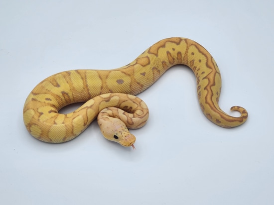 Banana Firefly Clown Ball Python by JSA Reptiles, LLC