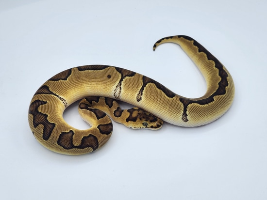 Enchi Clown 100% Het VPI Axanthic Ball Python by JSA Reptiles, LLC