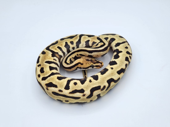 Spotnose Leopard Desert Ghost Het Genetic Stripe Ball Python by JSA ...