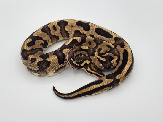 Leopard Fire Yellowbelly Het Desert Ghost Het Hypo 50% Het Genetic ...