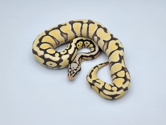Pastel Enchi Spotnose Desert Ghost 50% Het Hypo Ball Python by JSA ...