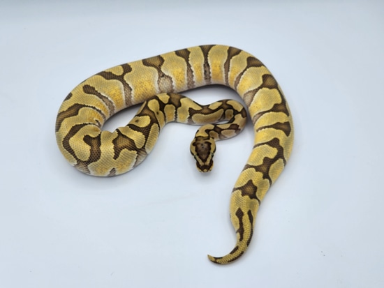 Super Enchi Hypo 100% Het VPI Axanthic 100% Het Clown Ball Python by ...