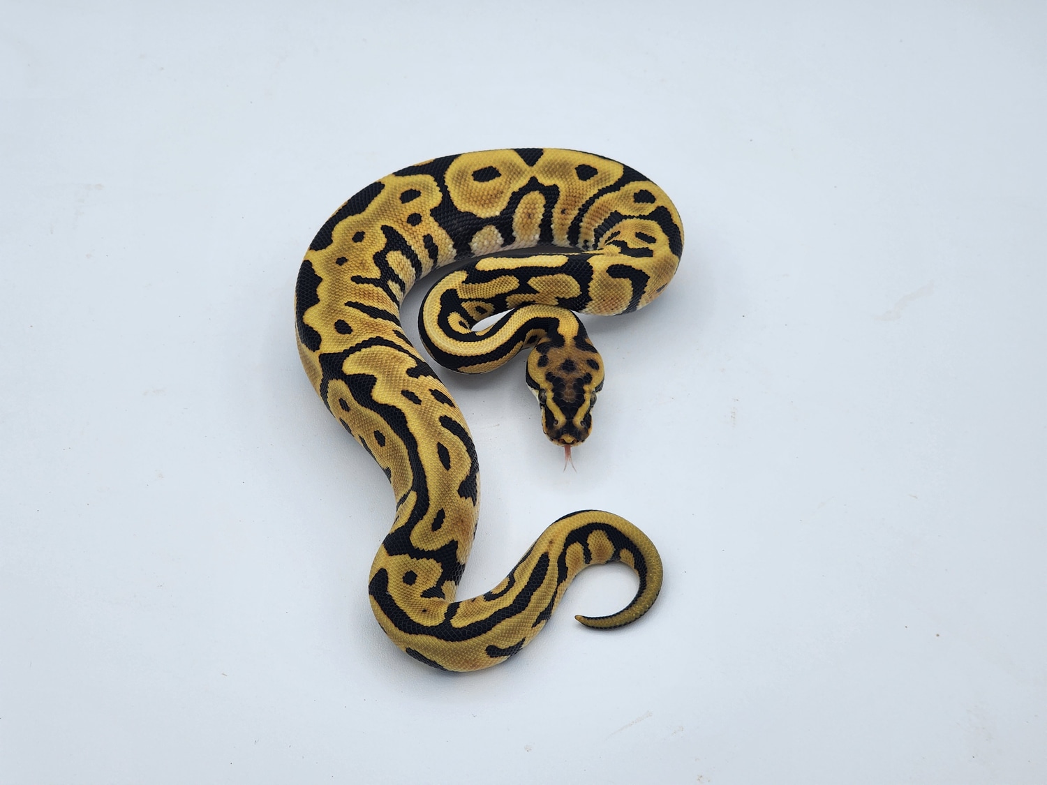 Leopard Spotnose Desert Ghost 50% Het Hypo