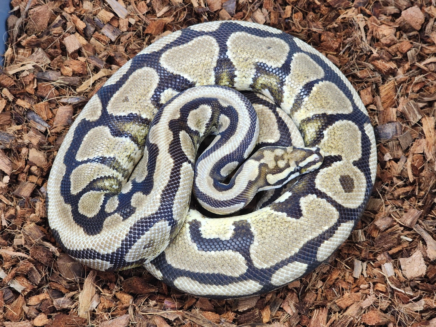 Spotnose Yellowbelly 100% Het Desert Ghost