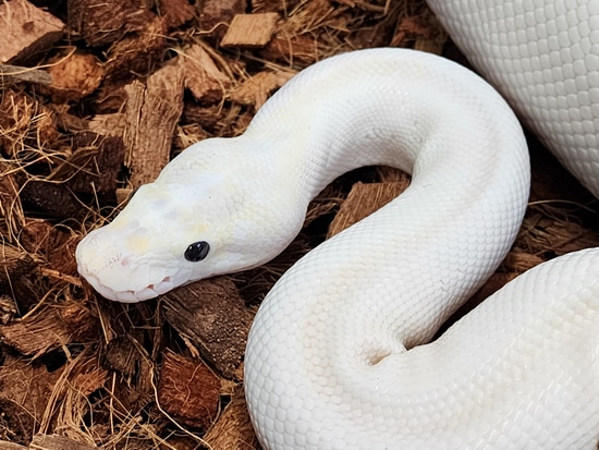 Orange Dream Ivory Pied Ball Python by JSA Reptiles, LLC
