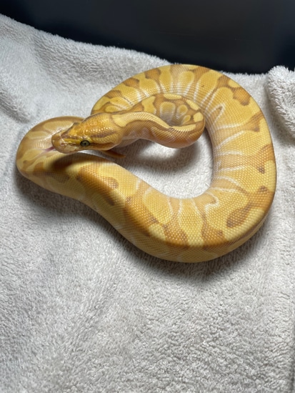 Butter Enchi Pastel 66% Het Clown Ball Python by Savage's Exotics and More