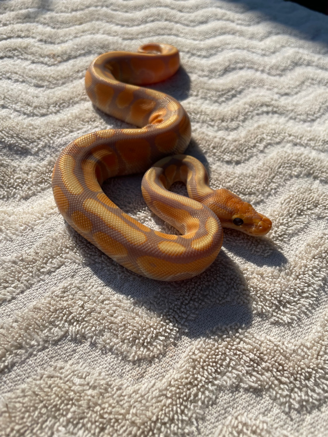 Banana Cinnamon Enchi 50% Het Clown Ball Python by Savage's Exotics and More - MorphMarket