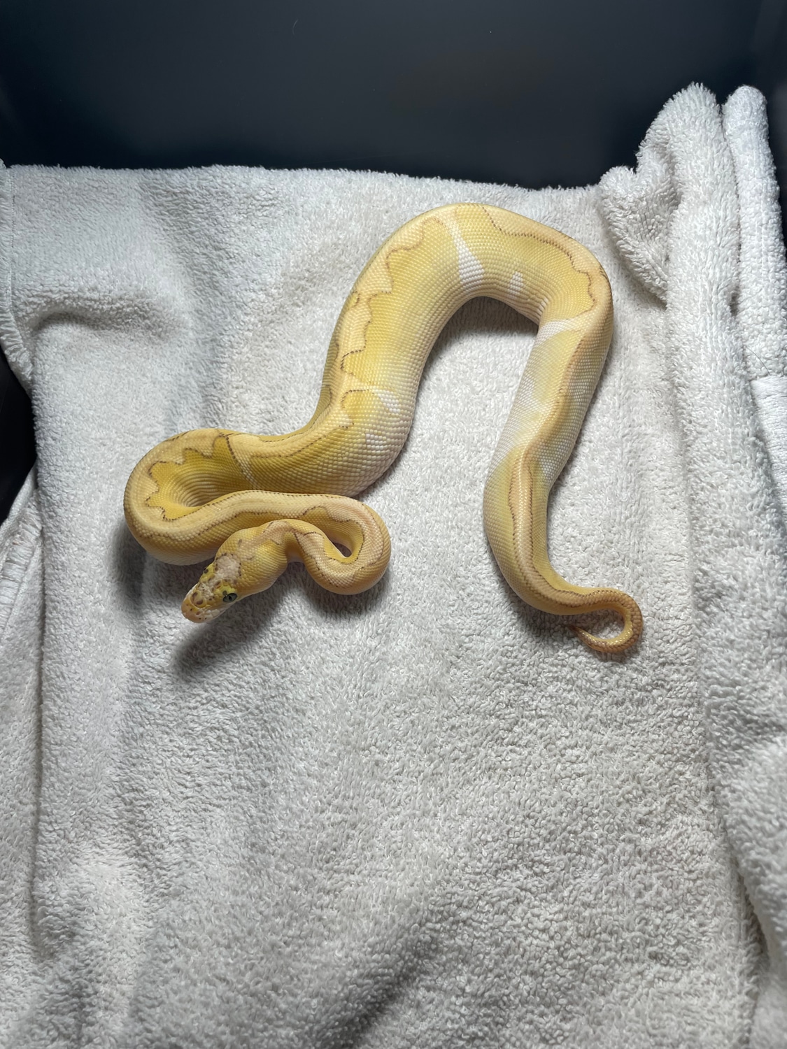 Banana Butter Enchi Pastel Clown Ball Python by Savage's Exotics and ...