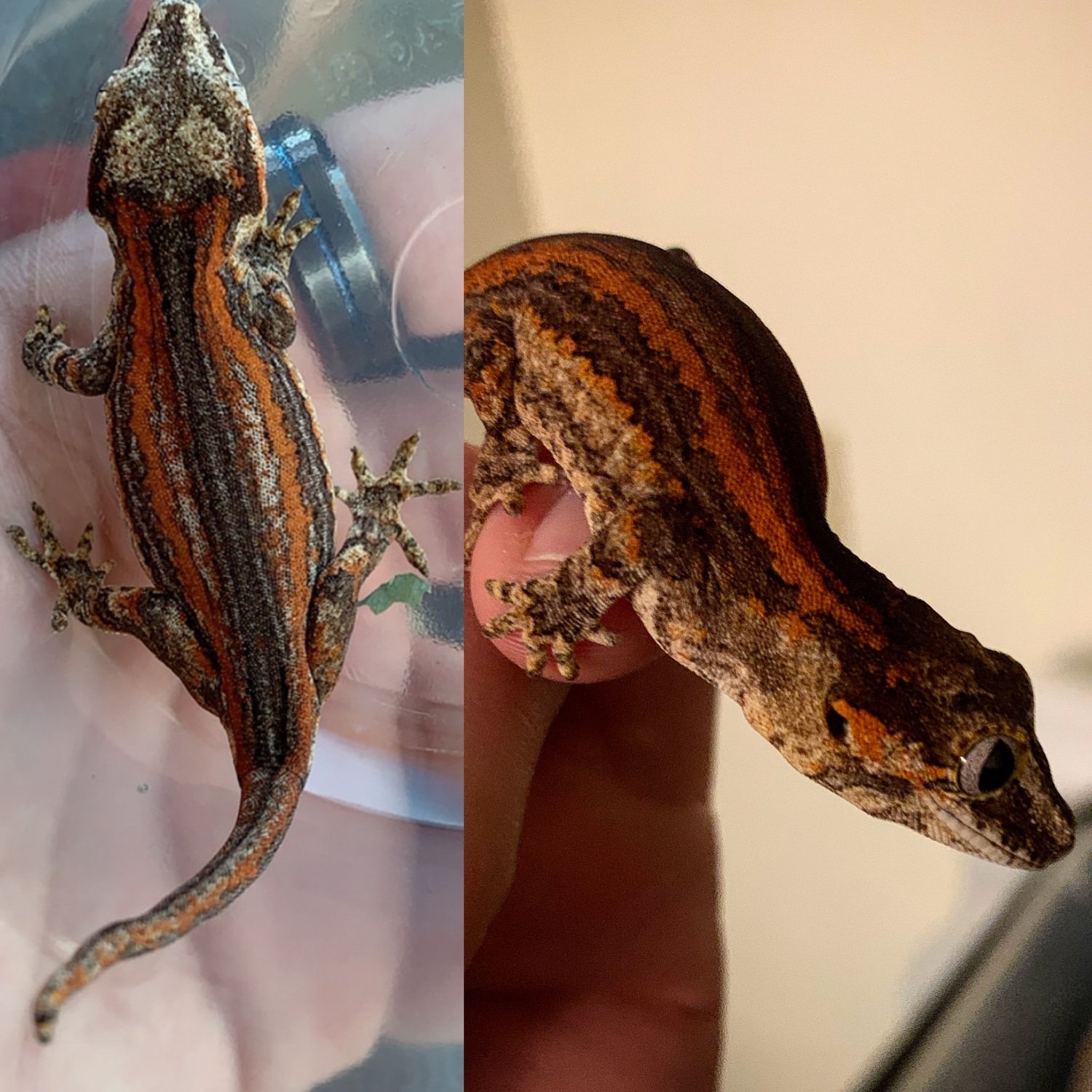 Red Stripe Gargoyle Gecko by Cape Cresties - MorphMarket
