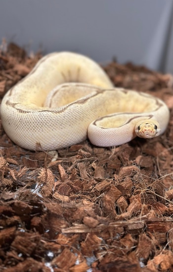 Citrus Pastel Spider Clown 700+ Grams! Ball Python by Coastal Cryptids ...