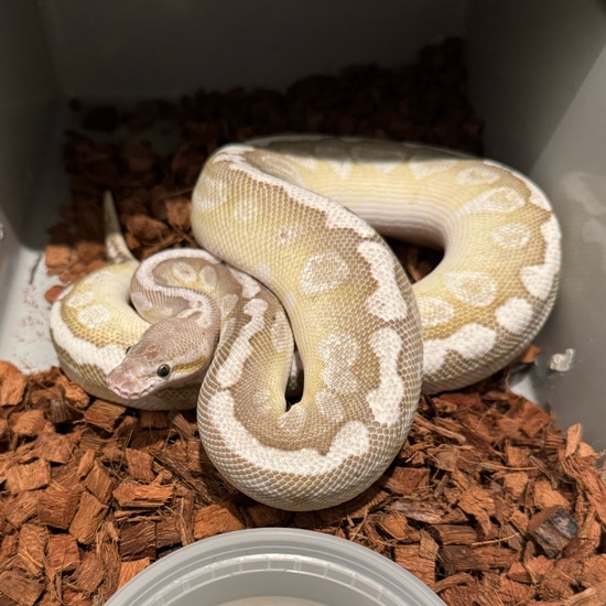 GHI Soul Sucker Pastel Ball Python by Cape Cresties