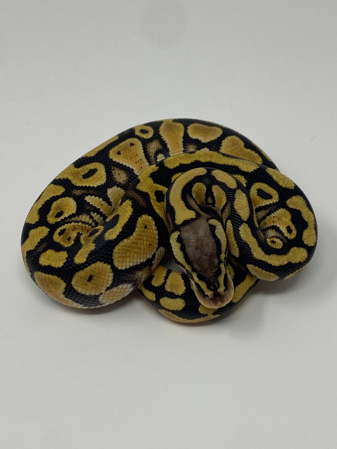 Pastel Het Clown 50% Het Hypo Ball Python by STL Morphs - MorphMarket