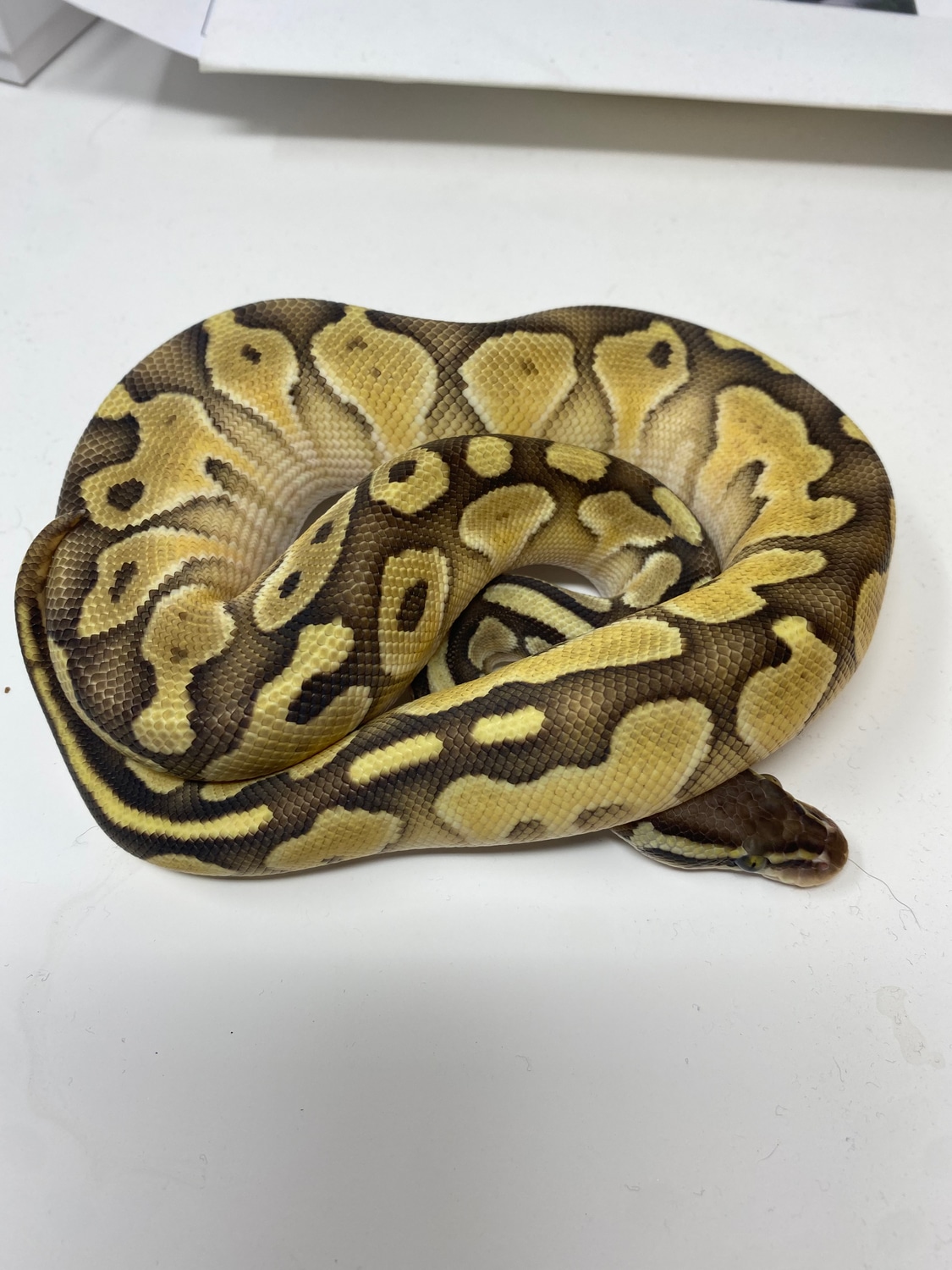 Pastel Butter Ball Python by STL Morphs - MorphMarket