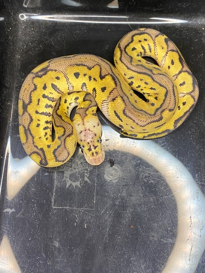 Super Pastel Clown Ball Python by STL Morphs