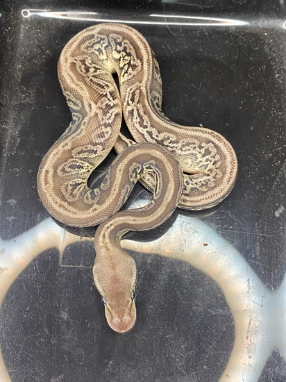 Leopard Black Pewter Het Clown Ball Python by STL Morphs