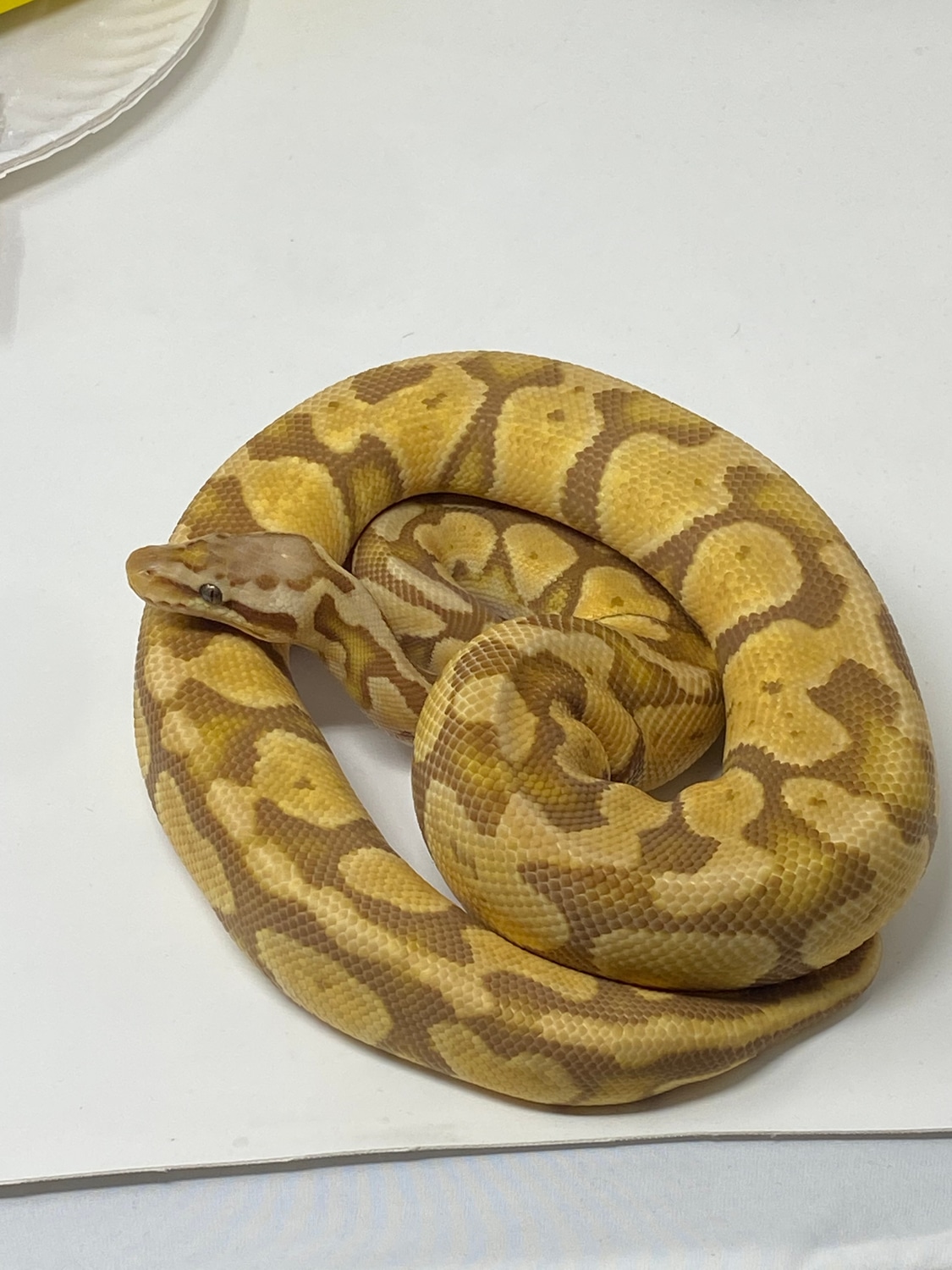 Pastel Ultramel 66% Het Clown Ball Python by STL Morphs - MorphMarket