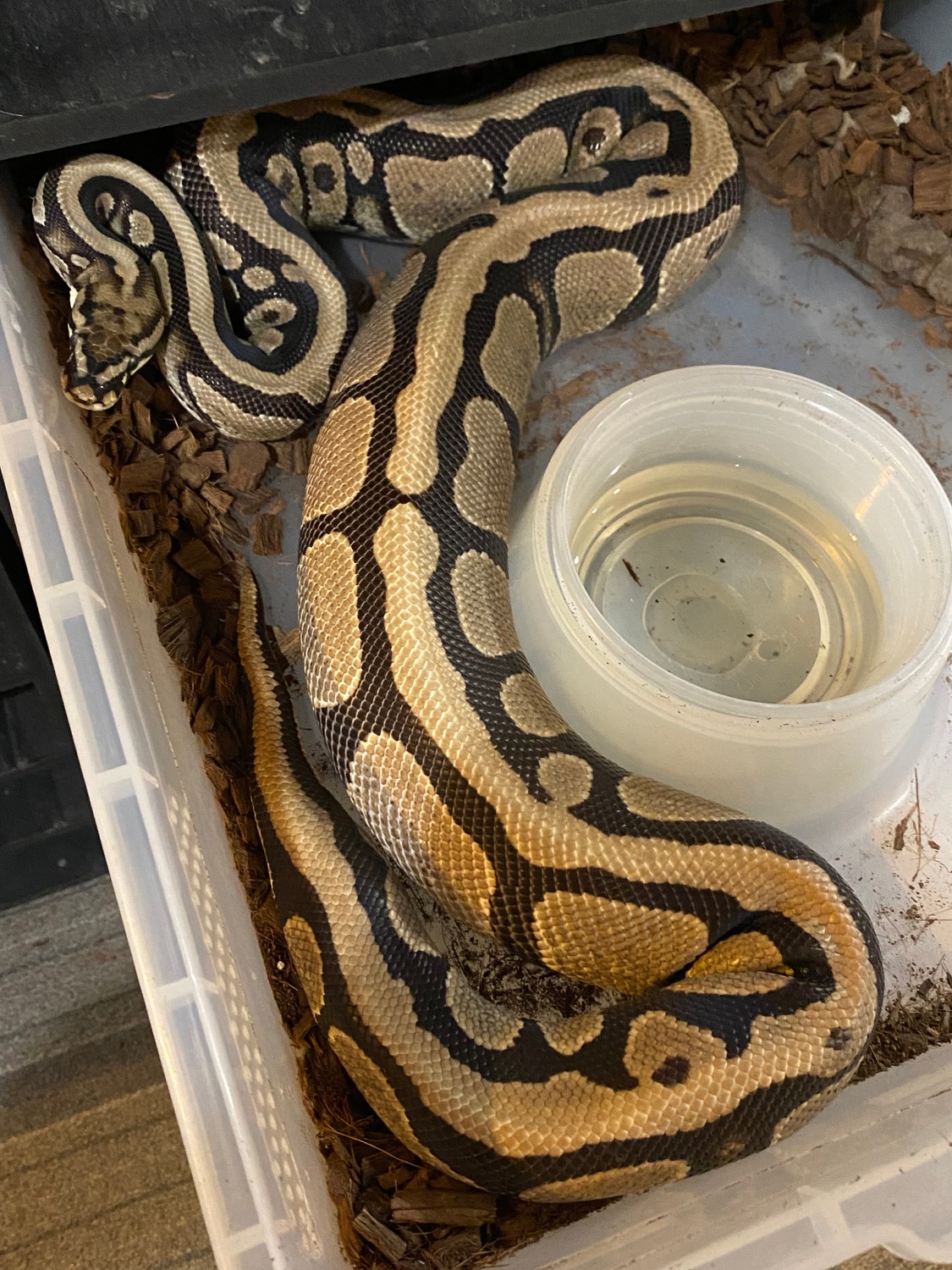 Spotnose Het Clown 50% Het Hypo Ball Python by STL Morphs - MorphMarket