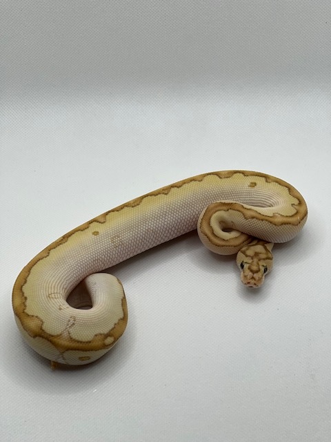 Pastel Butter Blade Clown Ball Python by Gene-Tech Reptiles - MorphMarket