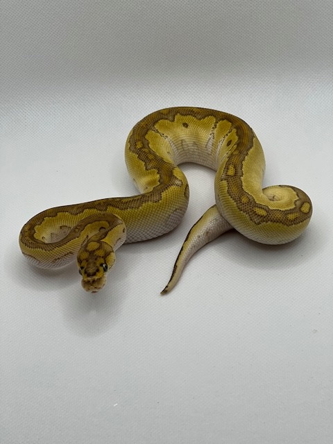Butter Blade Clown Ball Python by Gene-Tech Reptiles - MorphMarket