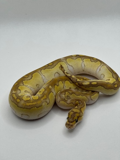 Butter Clown Ball Python by Gene-Tech Reptiles