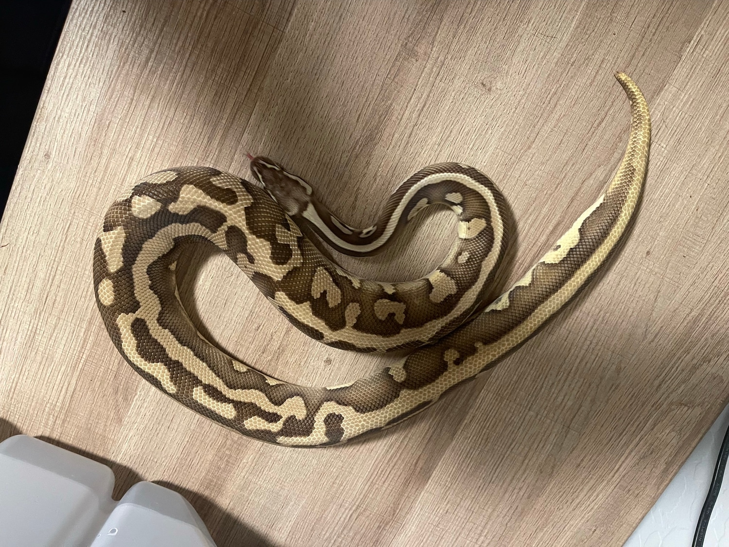 Pastel Lesser Leopard Ball Python by Gene-Tech Reptiles - MorphMarket
