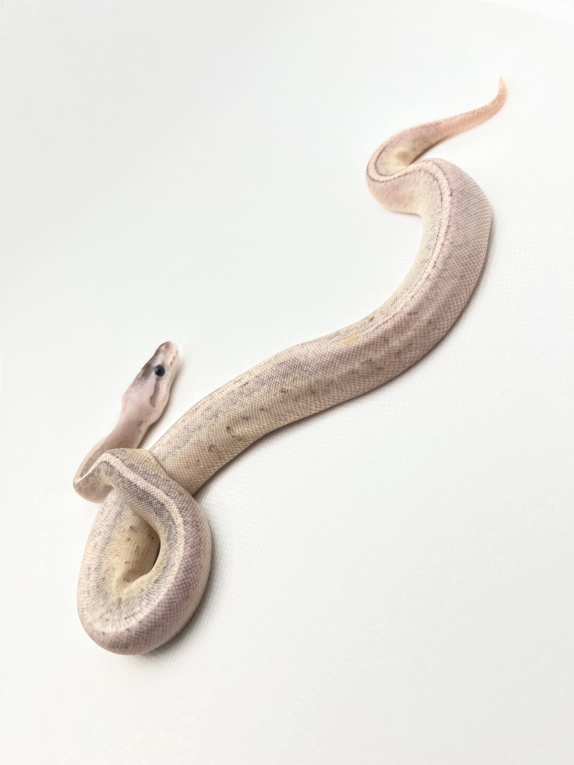Super Pastel Fire Cinnamon Pinstripe 50% Het Clown Ball Python by Gene ...