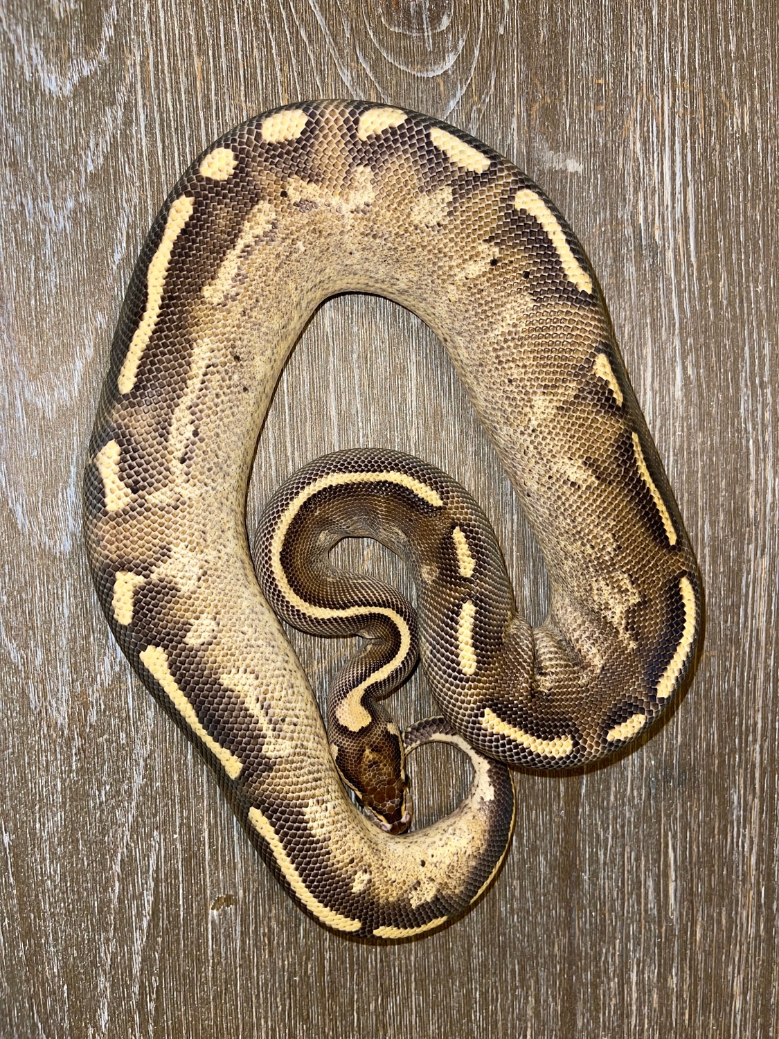 Freeway Ball Python by Serpentaria Designs - MorphMarket