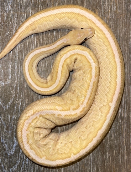 Banana Kingpin Ball Python by Dixon Serpents
